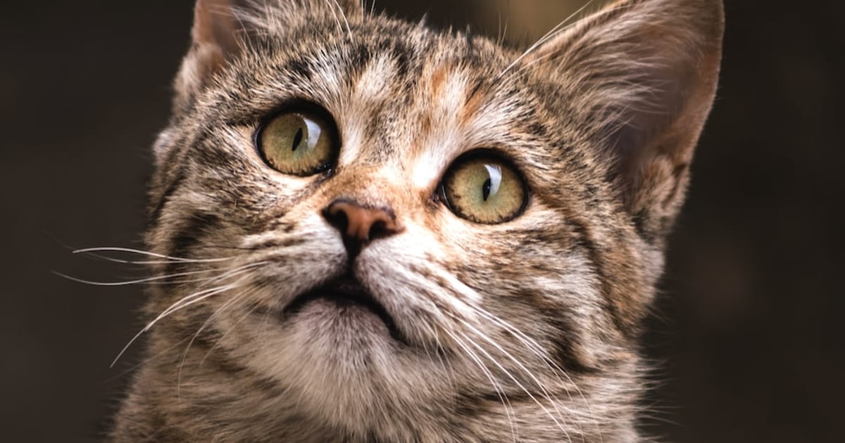 Hazel - Narnia | about.me