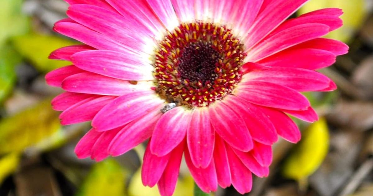 Tisha Matthews | about.me