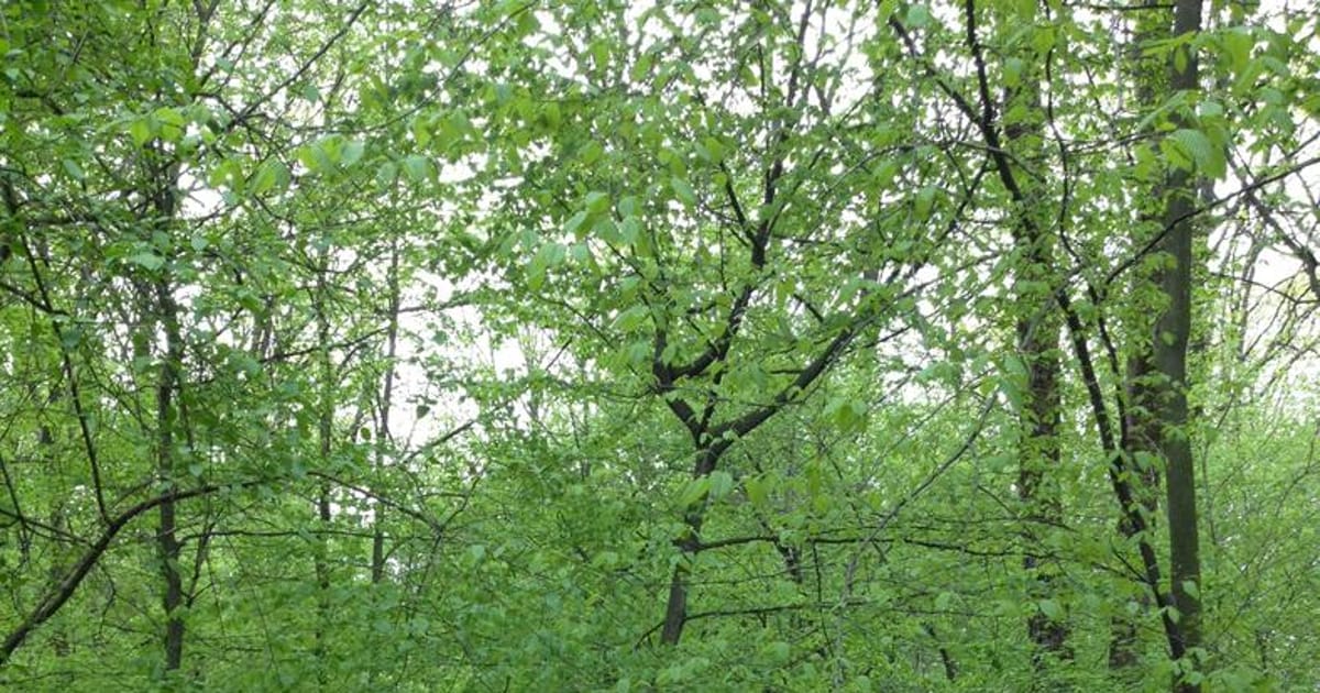 Lucian Neagu | about.me