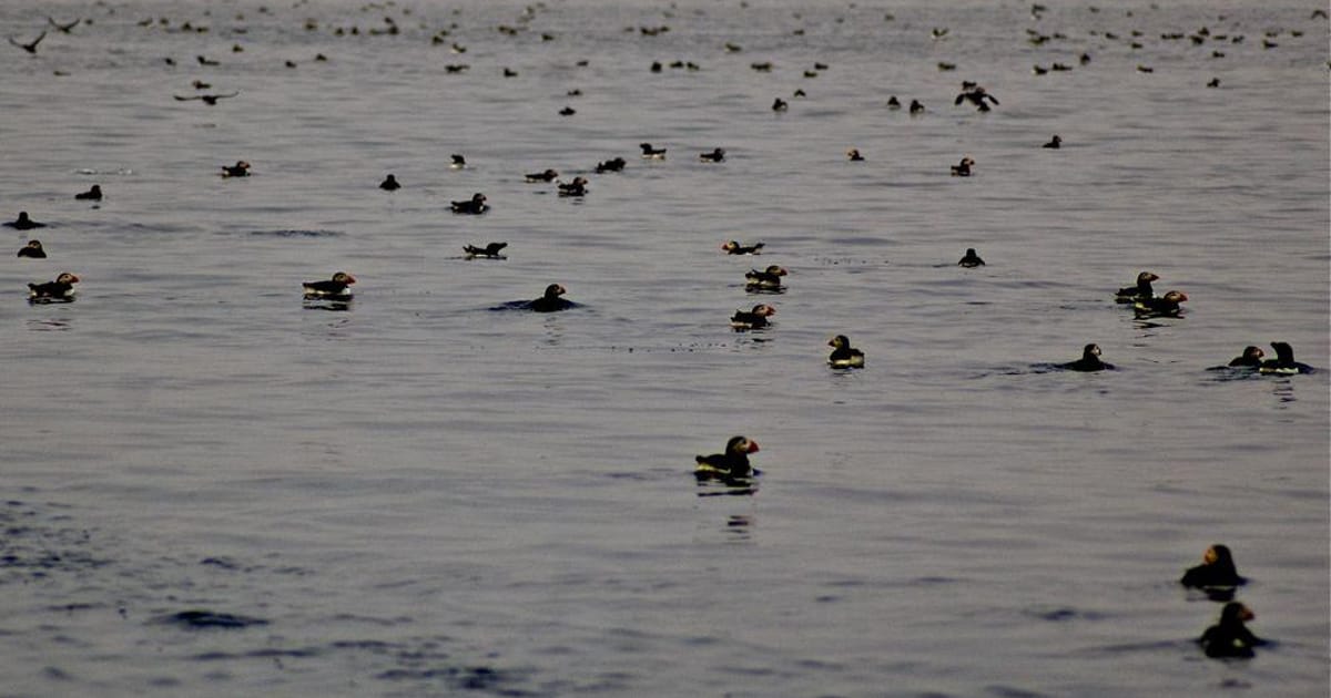 Mohammad Al-Kayed - Amman,Jordan, Computer Science - Princes Symaya ...