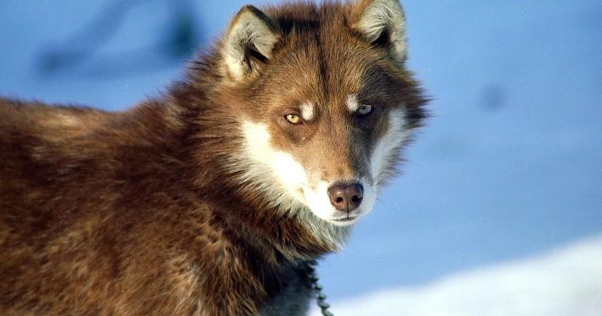 Katie Vincent - Animal Welfare | about.me