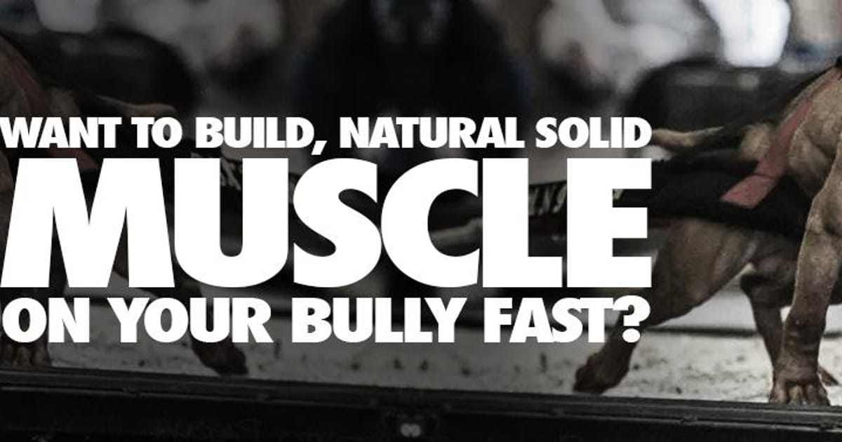 Muscle Bully | about.me
