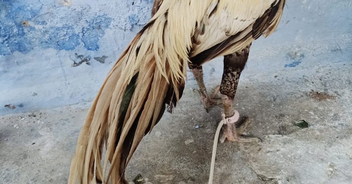 NATU KODI CHIKAN Form home delivery. - Kadiri local | about.me