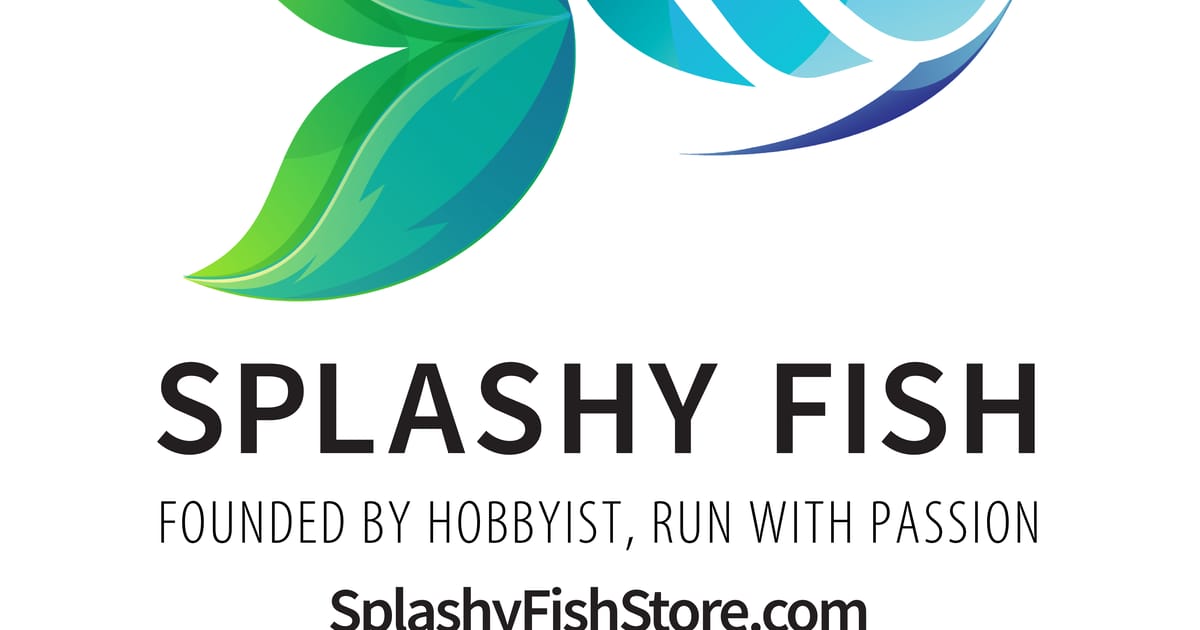 Neocaridina Shrimp Care Splashy Fish - Springfield, VA, USA | about.me