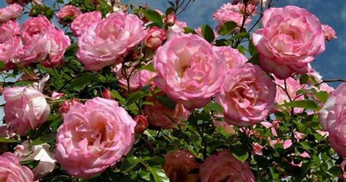 Nevaeh Hofmeister - Twining Michigan | about.me