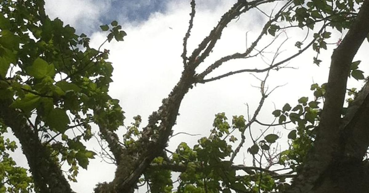 Nicholas Poppe - Huntsville, Alabama, Steadfast Tree Service, Straight ...