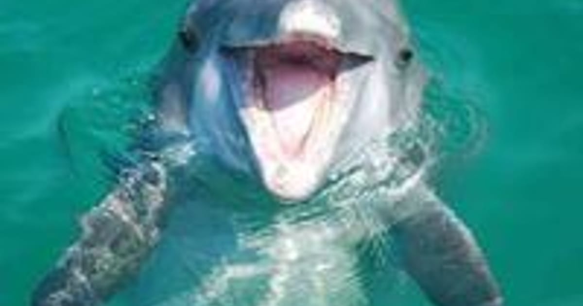 Panama Beach Dolphin Tours - Panama City Beach, Panama Beach Dolphin ...