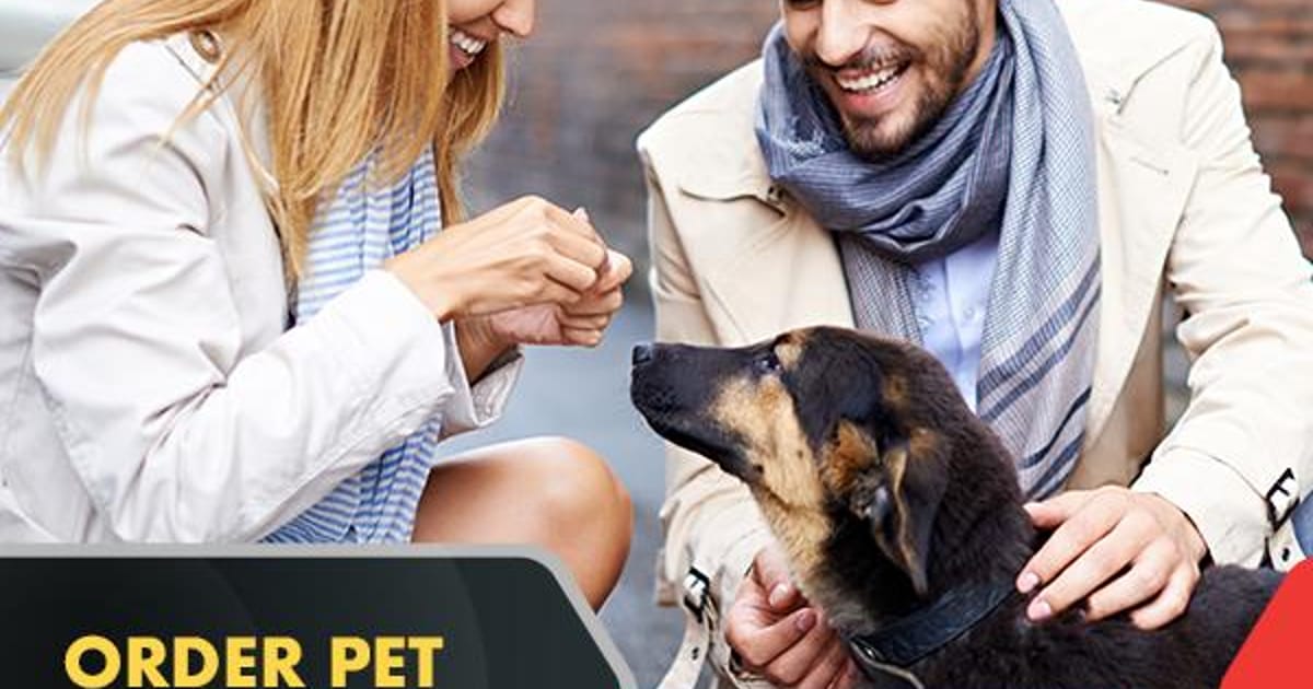 Pawrulz Pet store online - Gurgaon | about.me