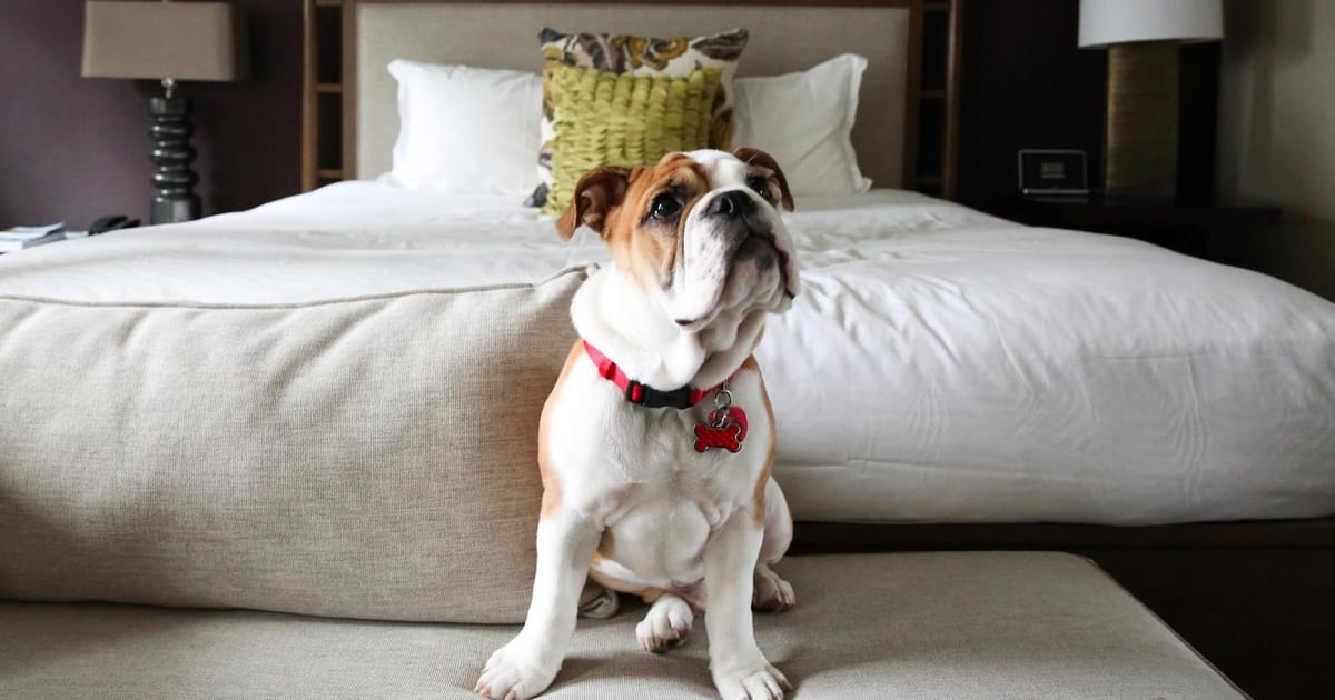 Pet Hotel - Türkiye | about.me