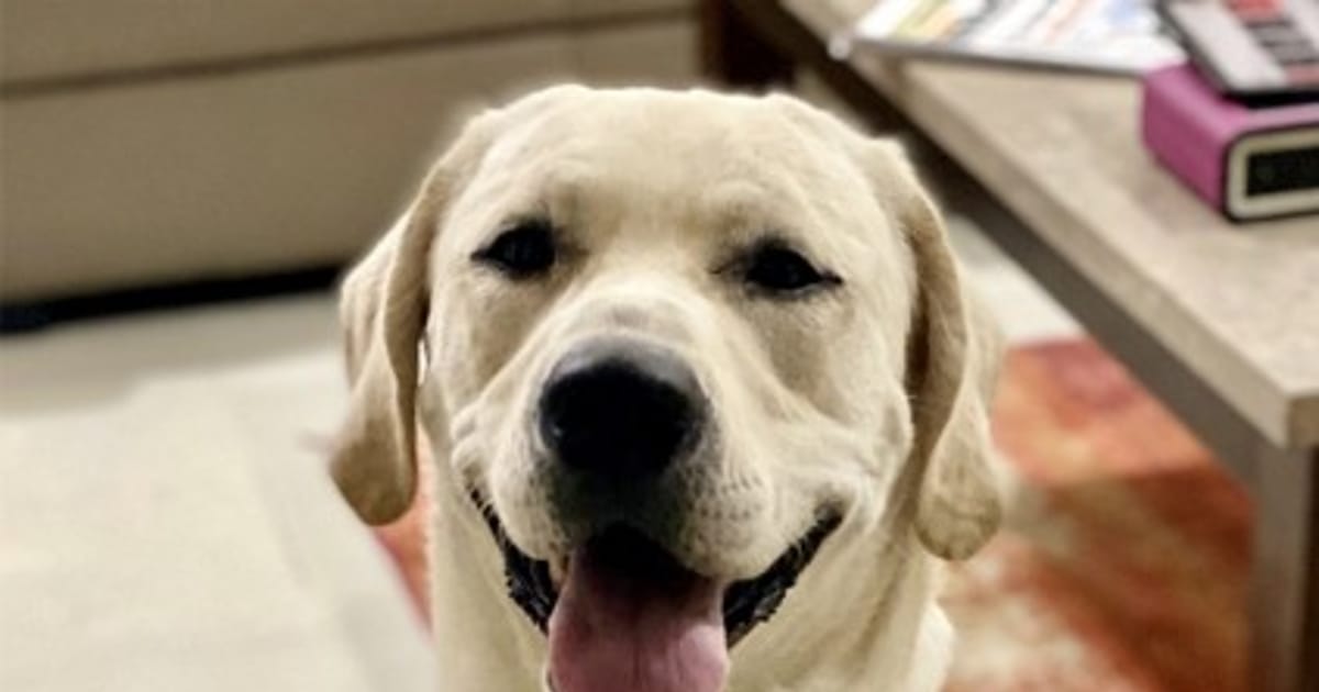 PetMate Finder - Orlando, https://www.petmatefinder.com/ | about.me