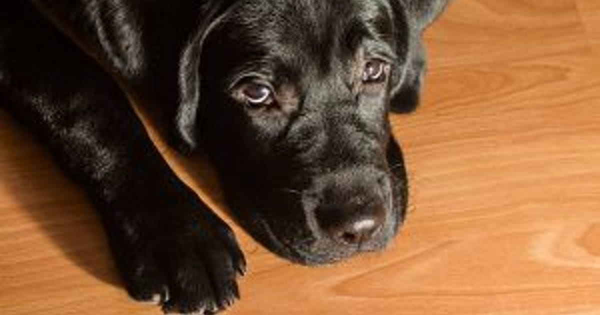 pets picker - united state | about.me