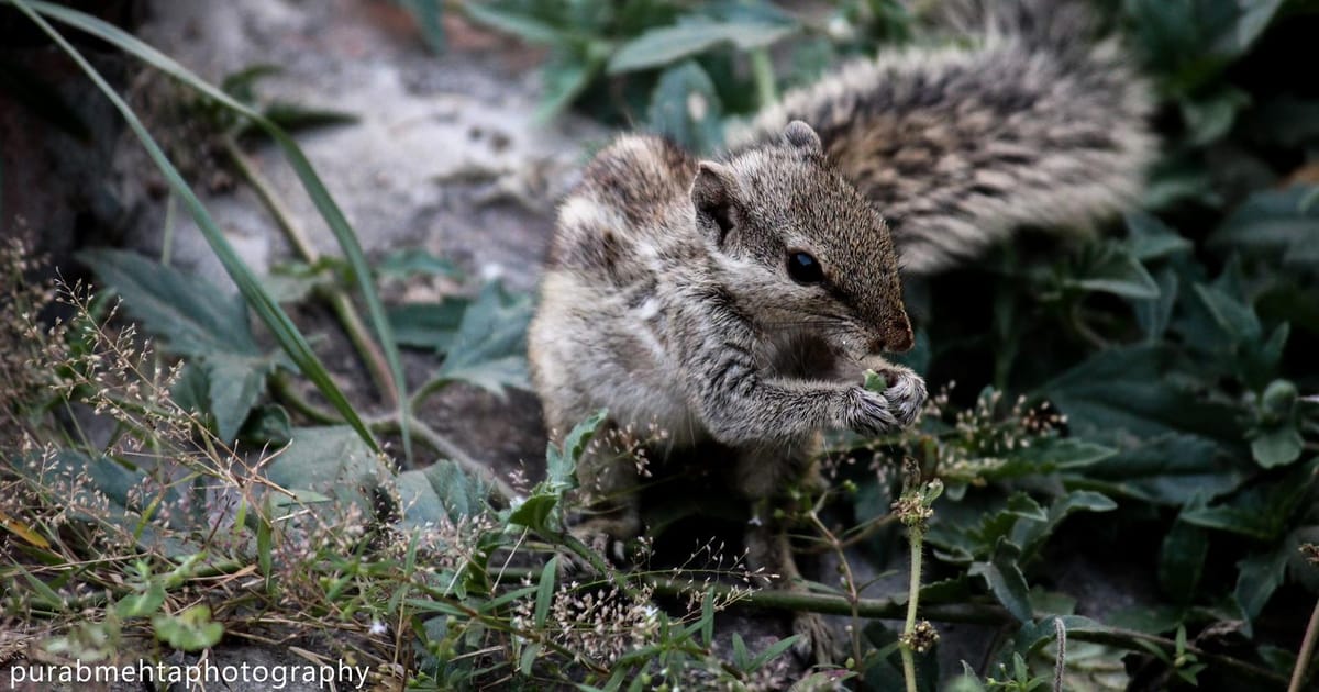 Purab C Mehta - Bengaluru - India, LaundryMate | about.me