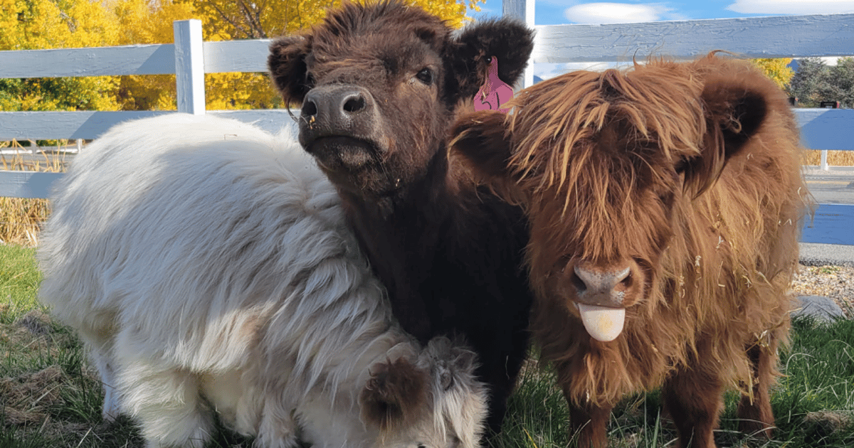 5T Ranch Mini Cows - 5T Ranch Mini Cows, LLC 7801 Lakeside Drive Reno ...