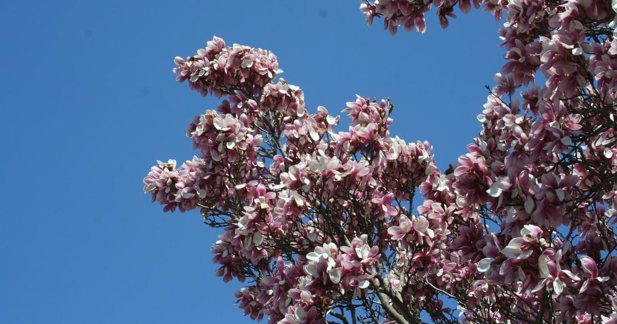 Renee Springer - Haiku Learning, Goshen College | about.me