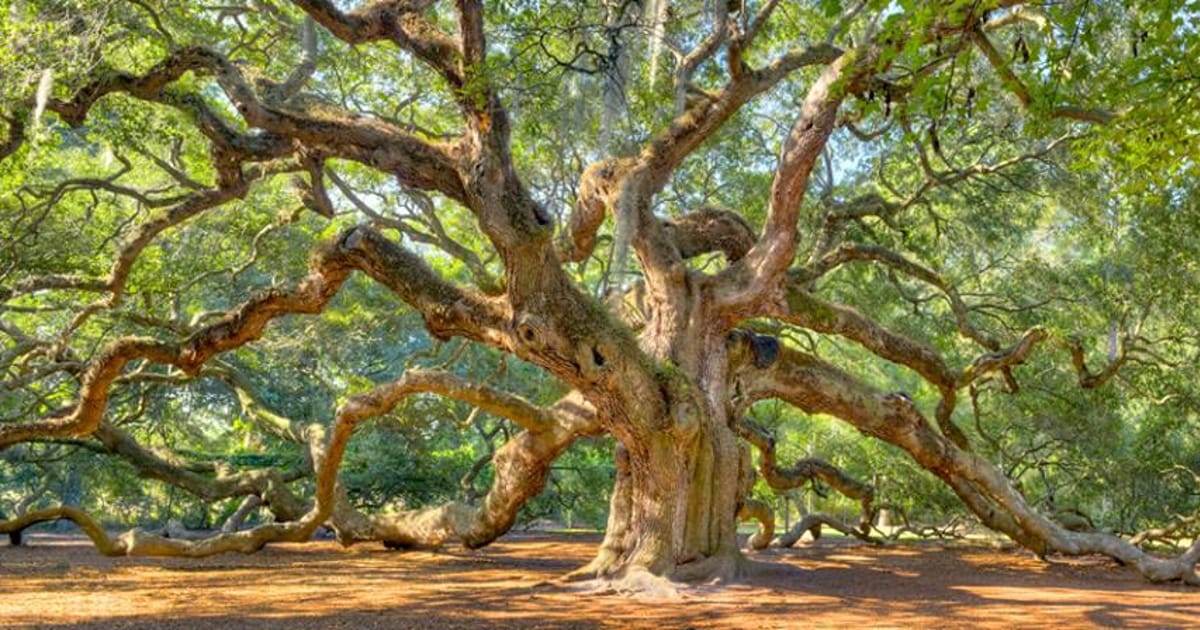 Renee Flowers | about.me