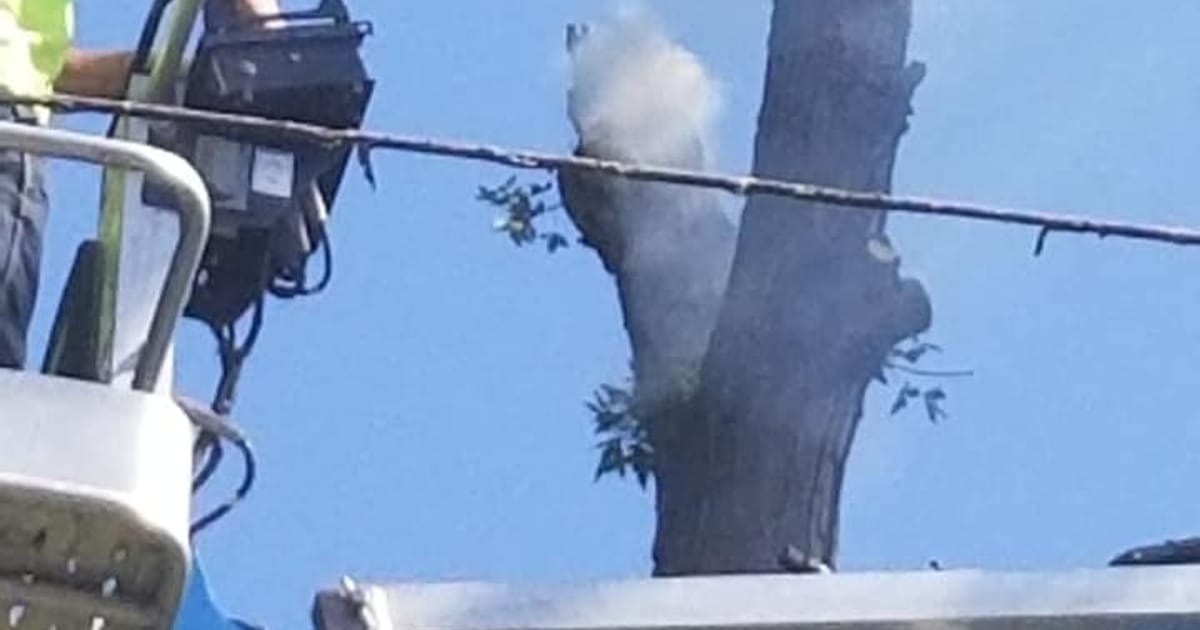 Ridge Tree Trimming Service - 201 Perkins Street, Oakland CA 94610 ...