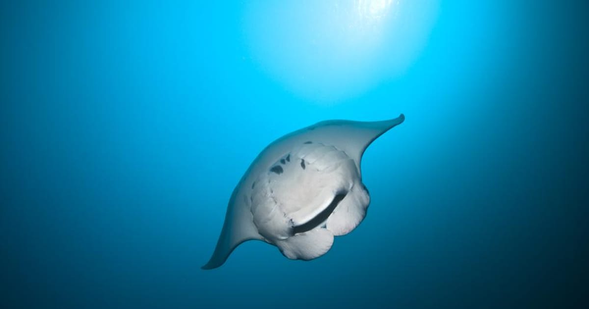 diveOceanus Royal Island Resort & Spa - Maldives, Baa Atoll, Royal ...