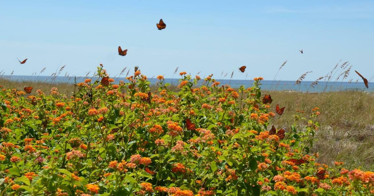 Sally Farrell - Houston, Texas, Real Estate | about.me