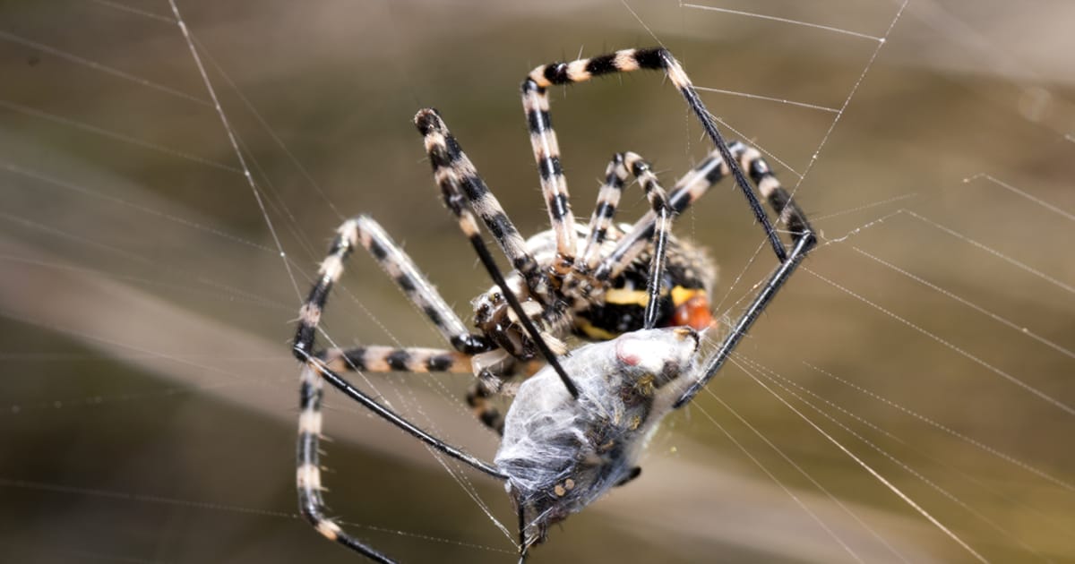 Spider Control Perth - 8 Macey St, Perth WA 6004, Australia | about.me