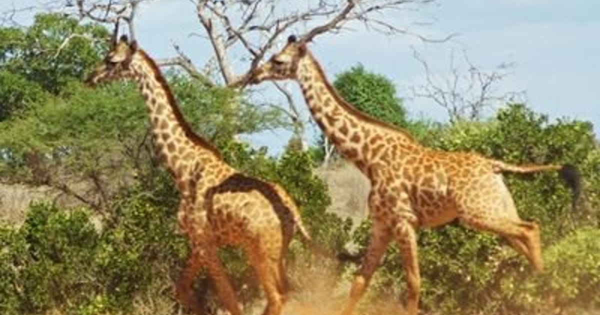 Street Giraffes - streetgiraffes.com | about.me