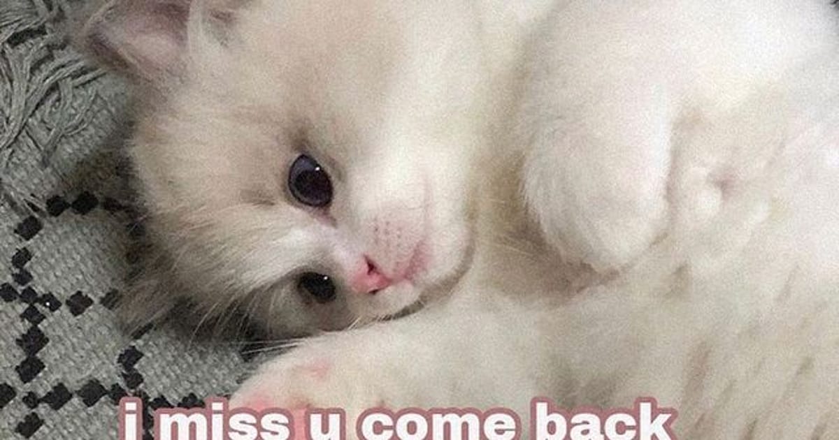 Ted Fox - malaysia | about.me