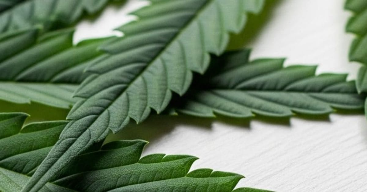 GB The Green Brand - Valencia | about.me