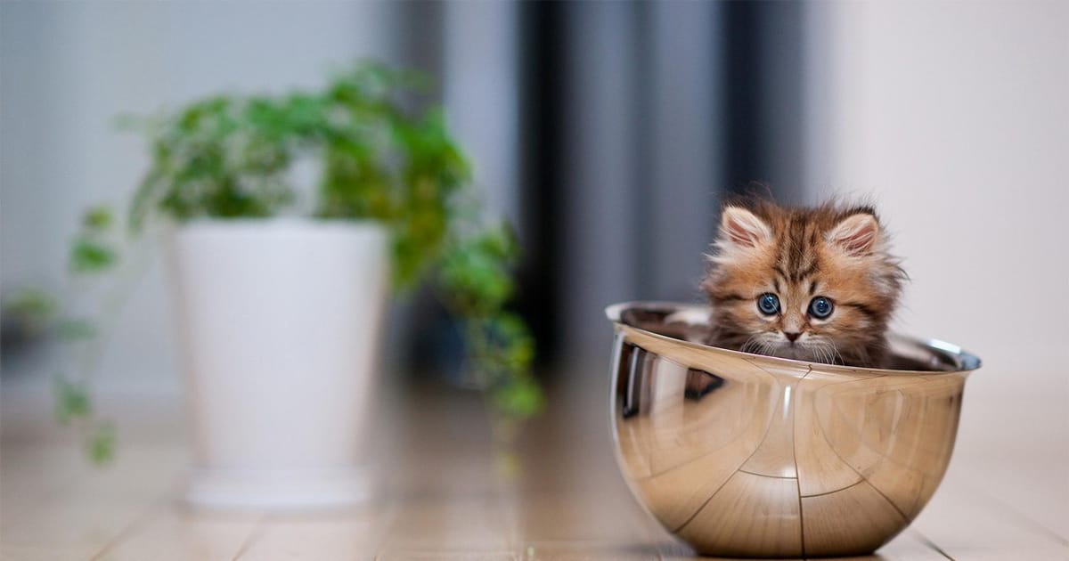 Very Funny Videos | about.me