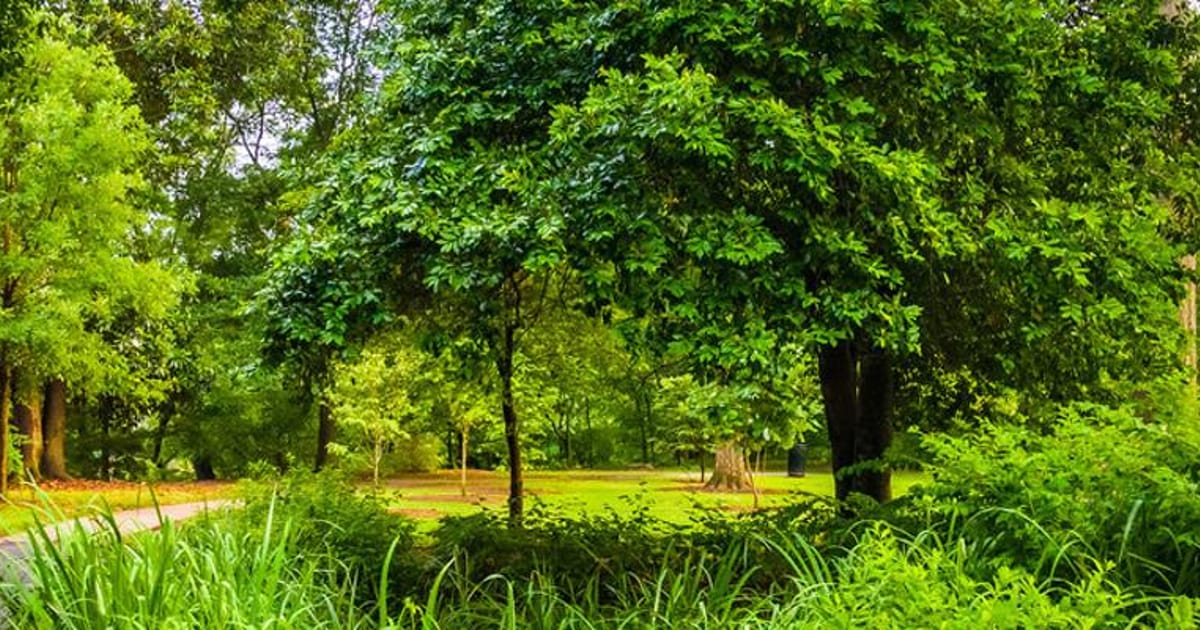 VMG Tree Care | about.me