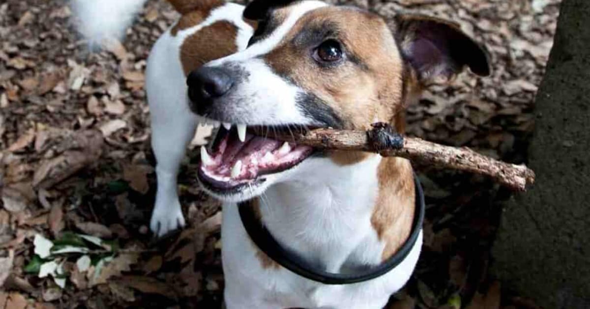 Zoo bank - Localhost | about.me